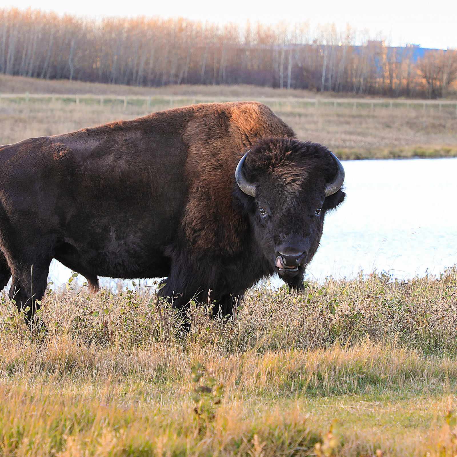 Attractions | Town of Wainwright